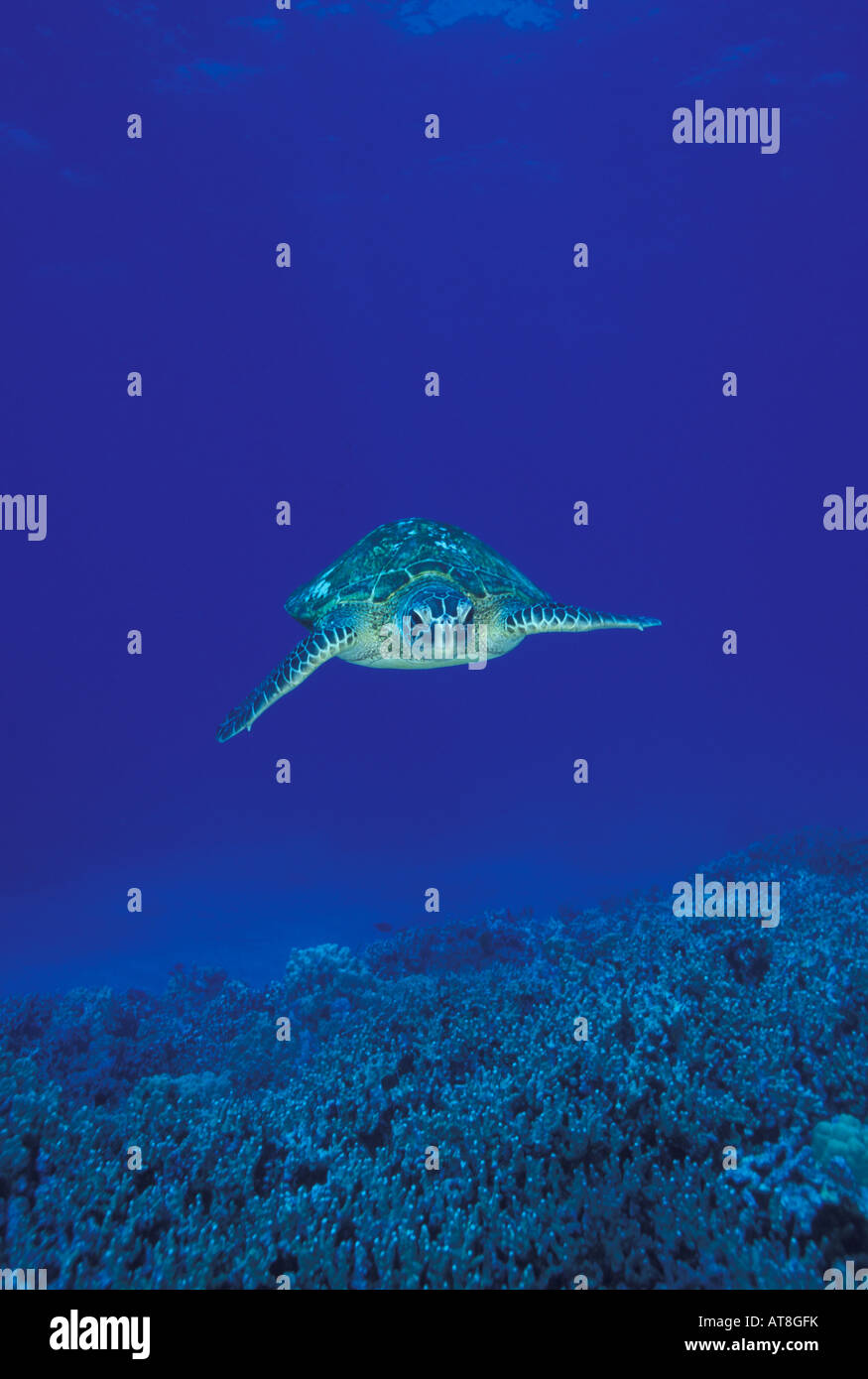 Turtle swimming to camera hi-res stock photography and images - Alamy