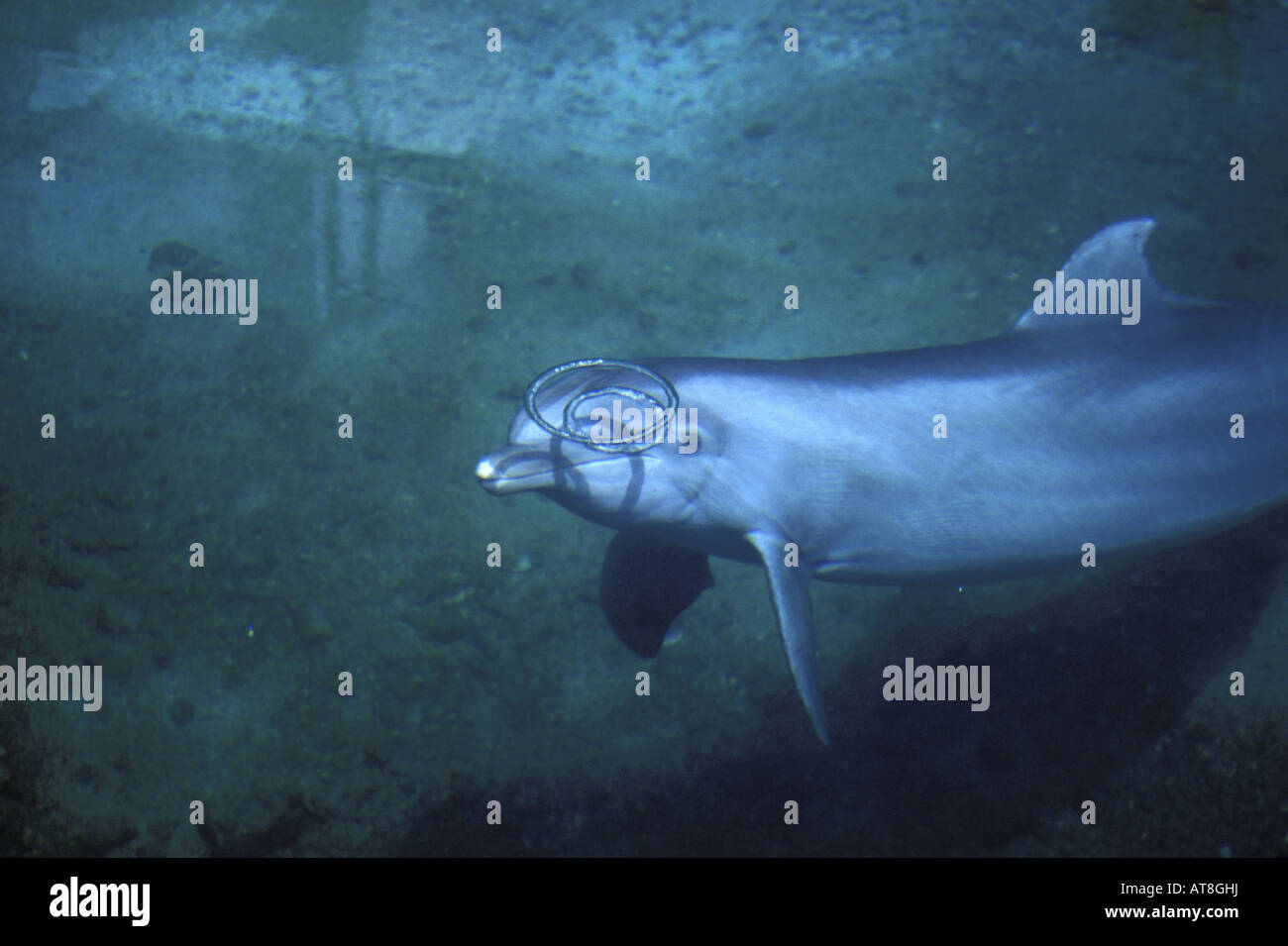 Dolphins, called naia in Hawaiian, blowing bubbles Stock Photo - Alamy