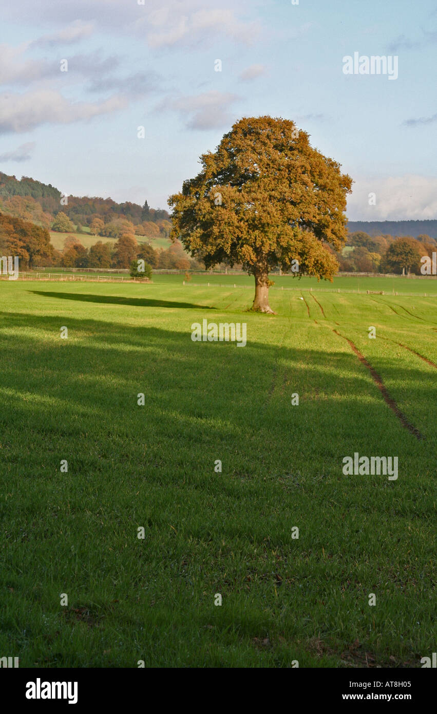 Oak beech hi-res stock photography and images - Alamy