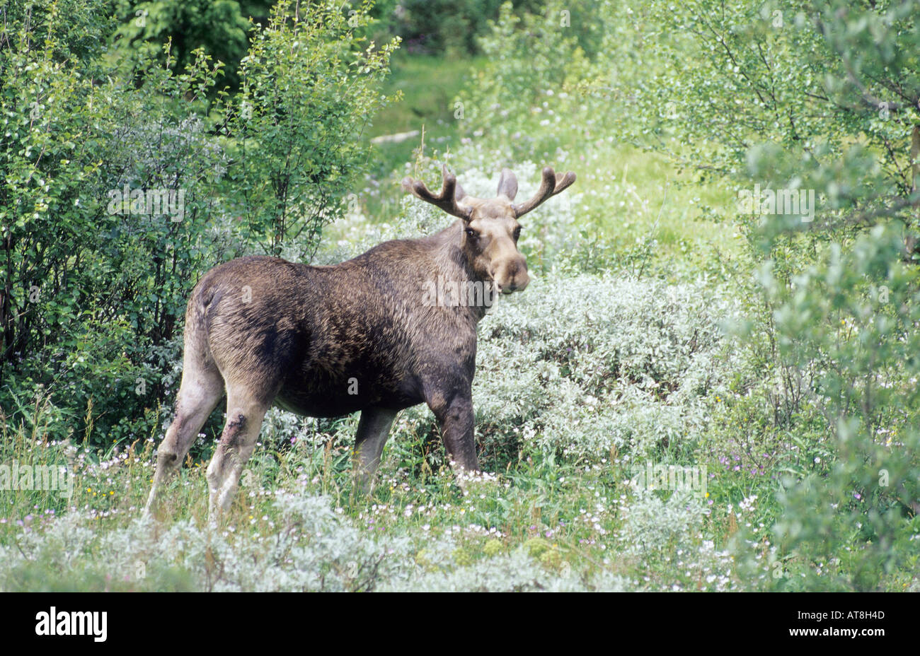Swedish moose hi-res stock photography and images - Alamy