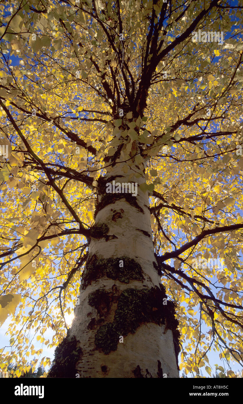 Autumn birch tree dalarna hi-res stock photography and images - Alamy