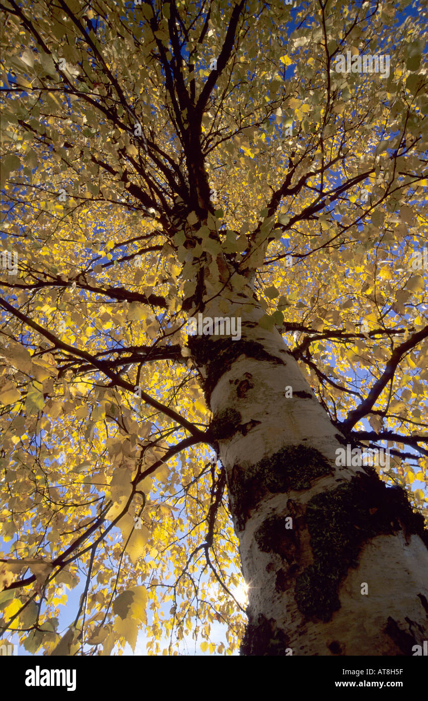 Birch tree. Dalarna, Sweden Stock Photo - Alamy