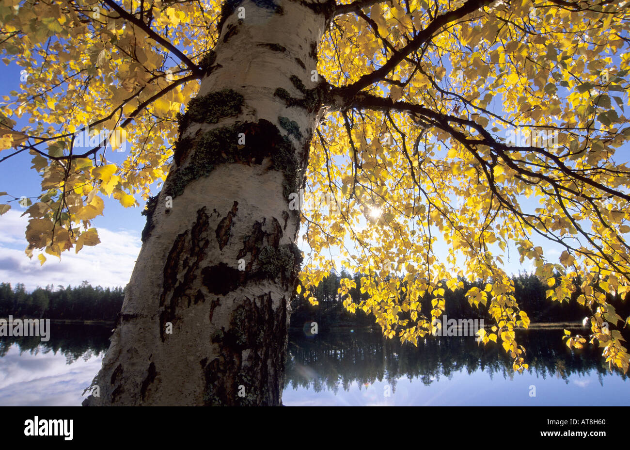 Birch tree. Dalarna, Sweden Stock Photo - Alamy