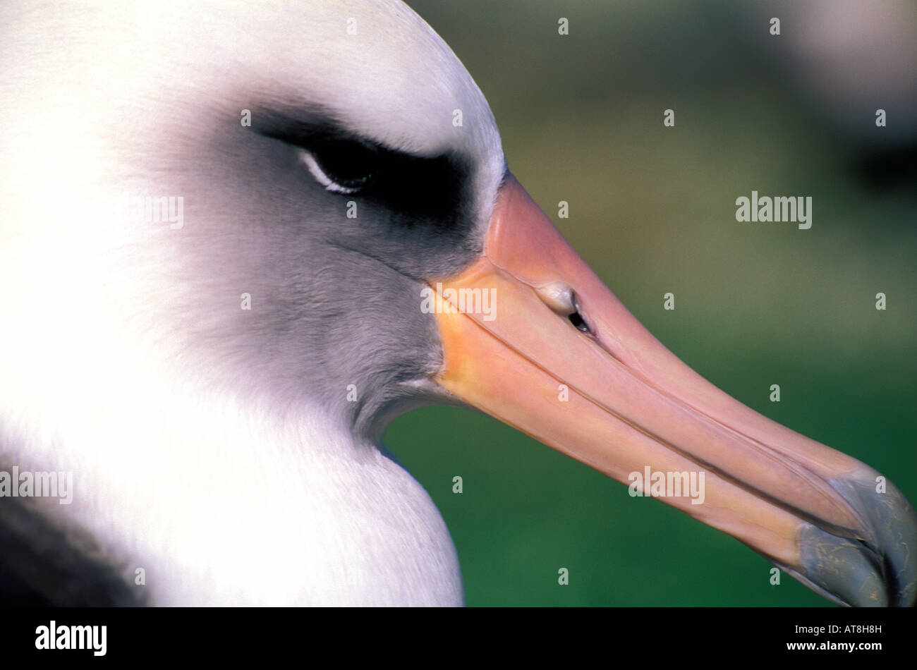Midway atoll hi-res stock photography and images - Alamy