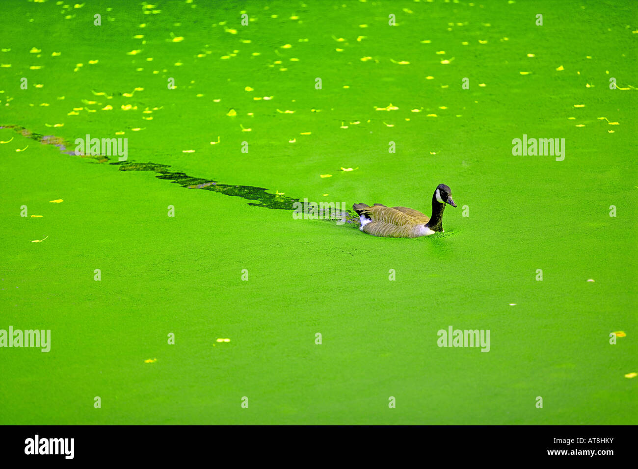 Duck leaves a ^wake [^through ^green ^pond ^algae] Stock Photo - Alamy