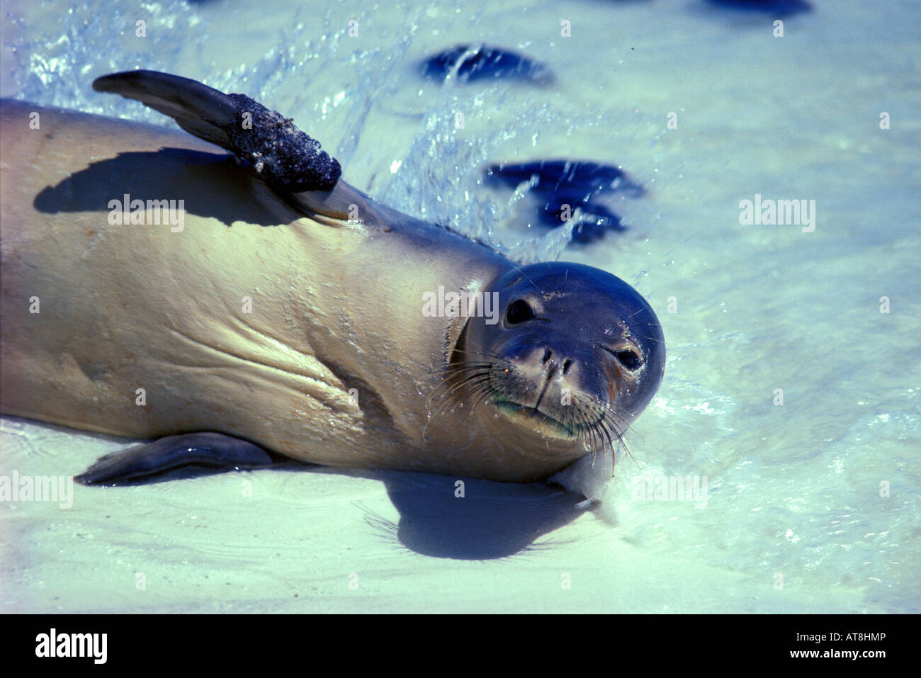 Endangered Hawaiian monk seal, latin name: monachus schauinslandi, off ...