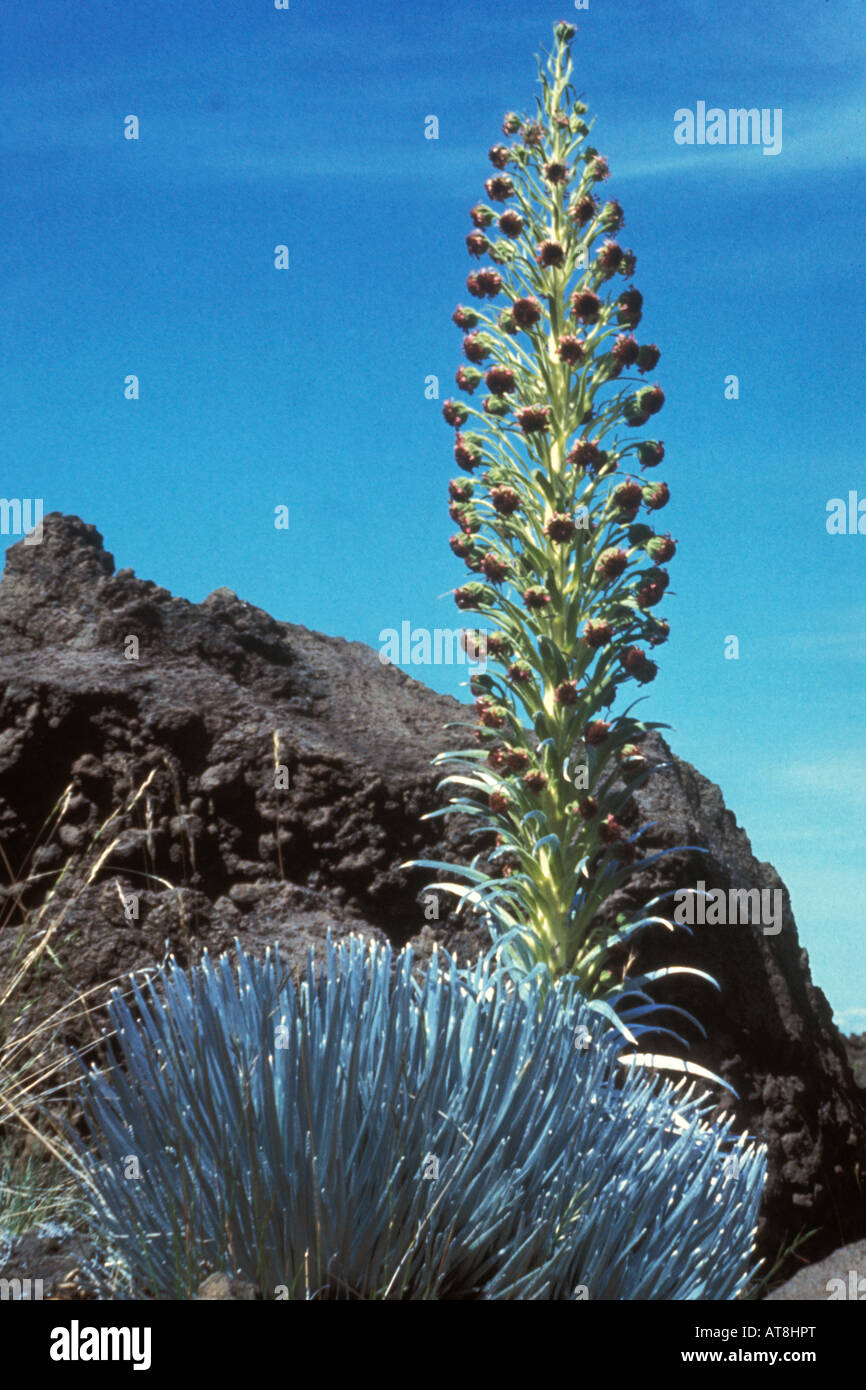 Endangered & rare Mauna Kea silversword plant on slopes of Mauna Kea ...