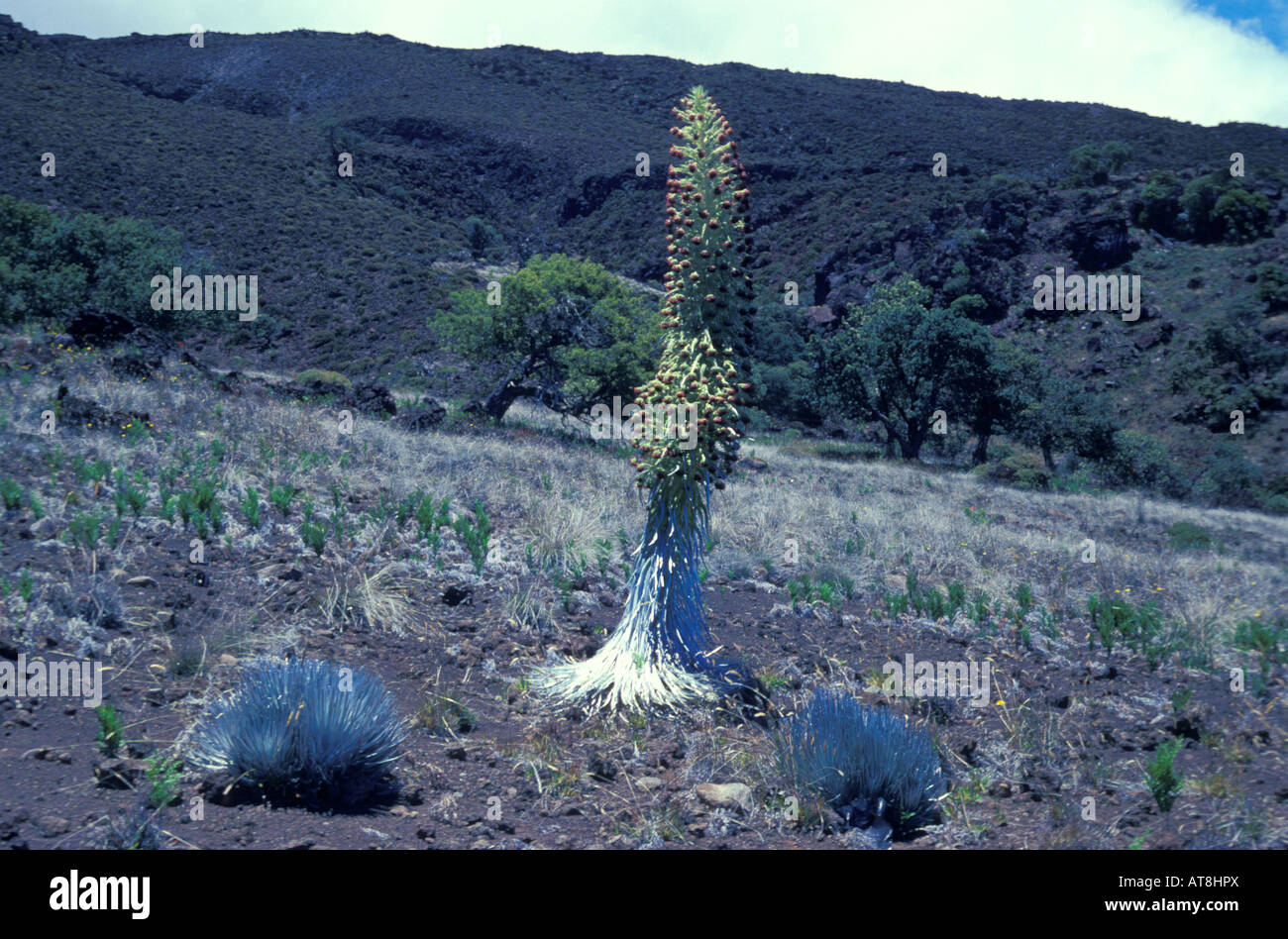 Endangered & rare Mauna Kea silversword plant on slopes of Mauna Kea ...