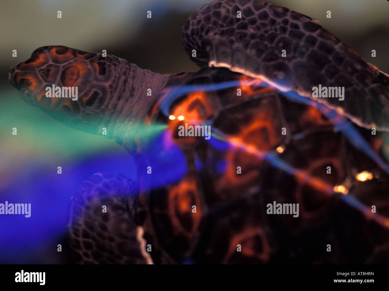 Hawaiian Green sea turtle Stock Photo - Alamy