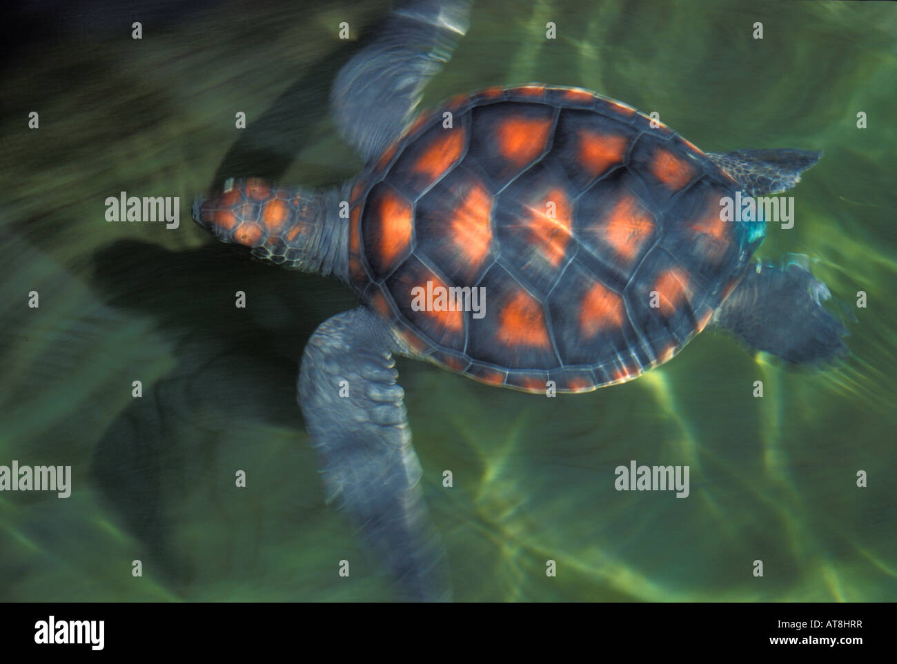 Hawaiian Green sea turtle Stock Photo - Alamy