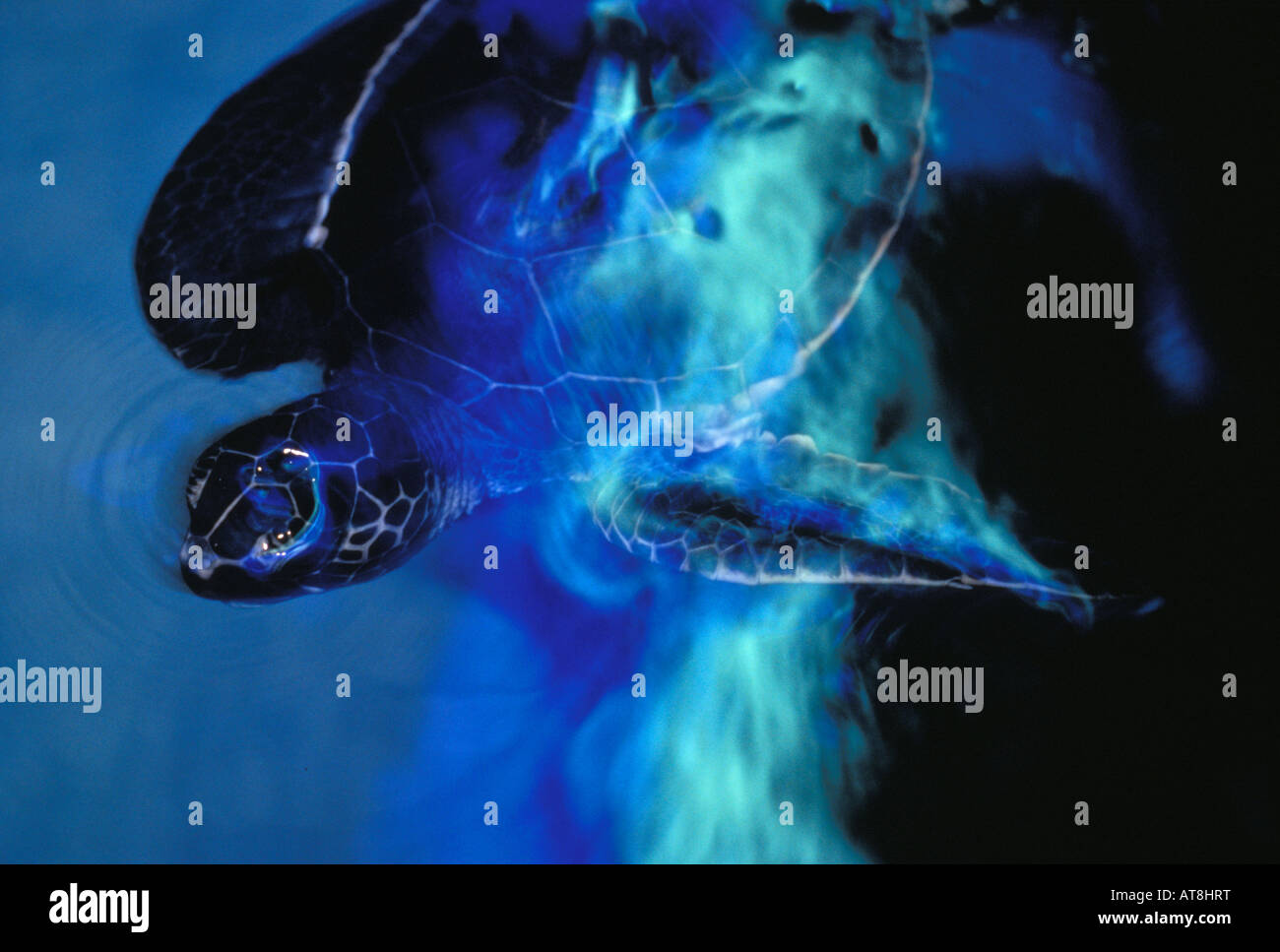 Hawaiian Green sea turtle Stock Photo - Alamy