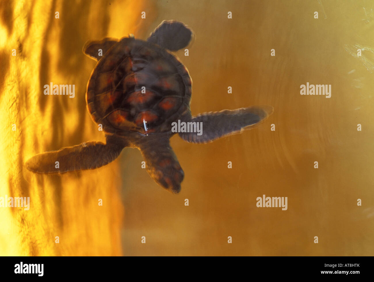 Hawaiian Green sea turtle Stock Photo - Alamy