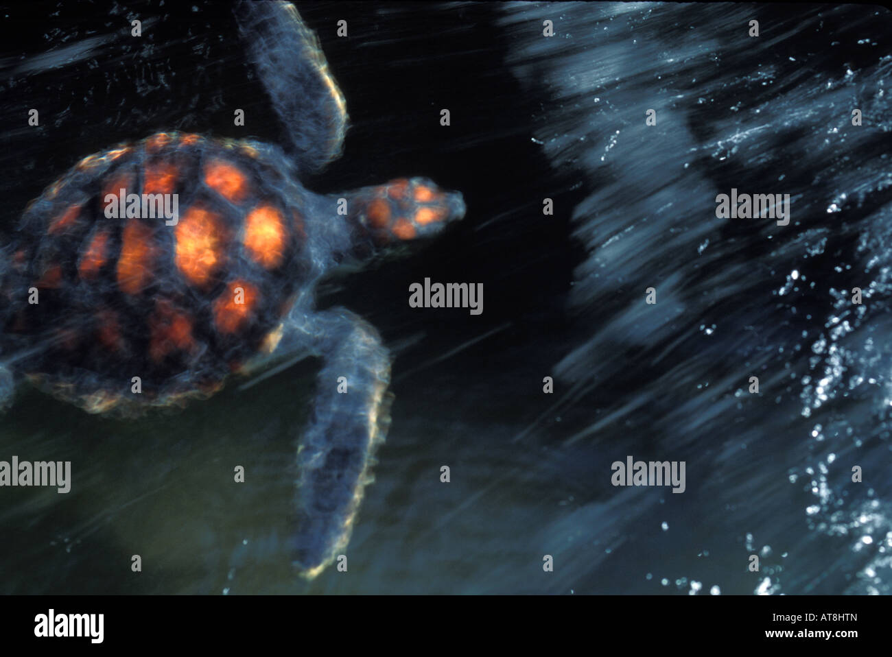 Hawaiian Green sea turtle Stock Photo - Alamy