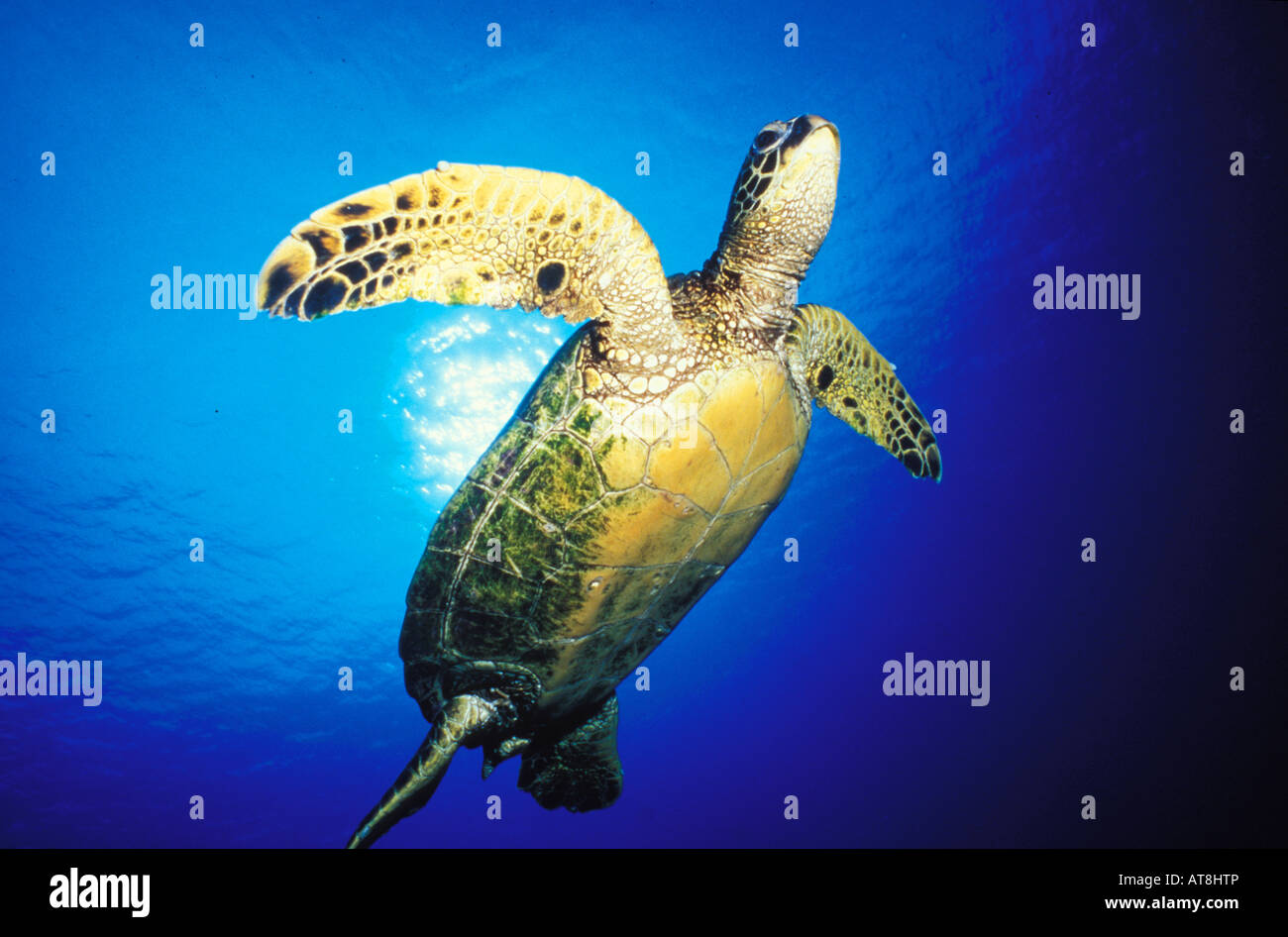 Hawaiian Green sea turtle Stock Photo - Alamy