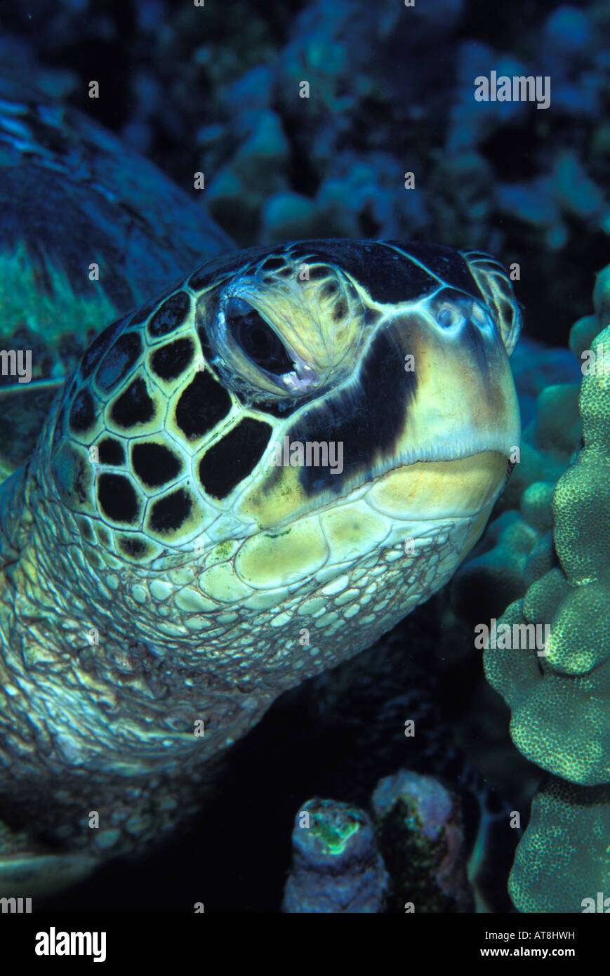 Hawaiian Green sea turtle Stock Photo - Alamy