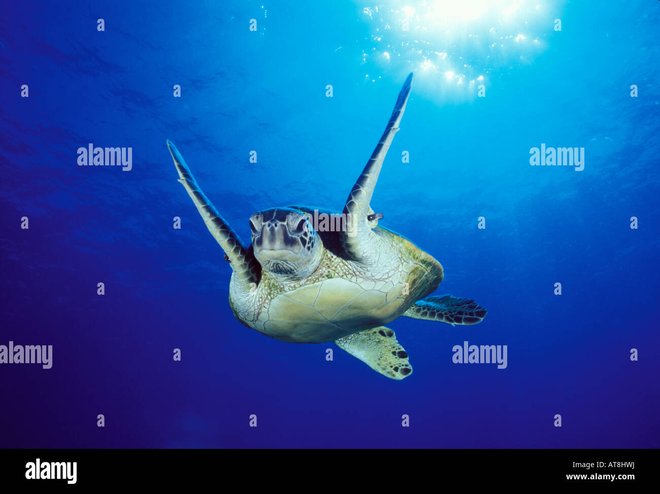 Hawaiian Green sea turtle Stock Photo - Alamy