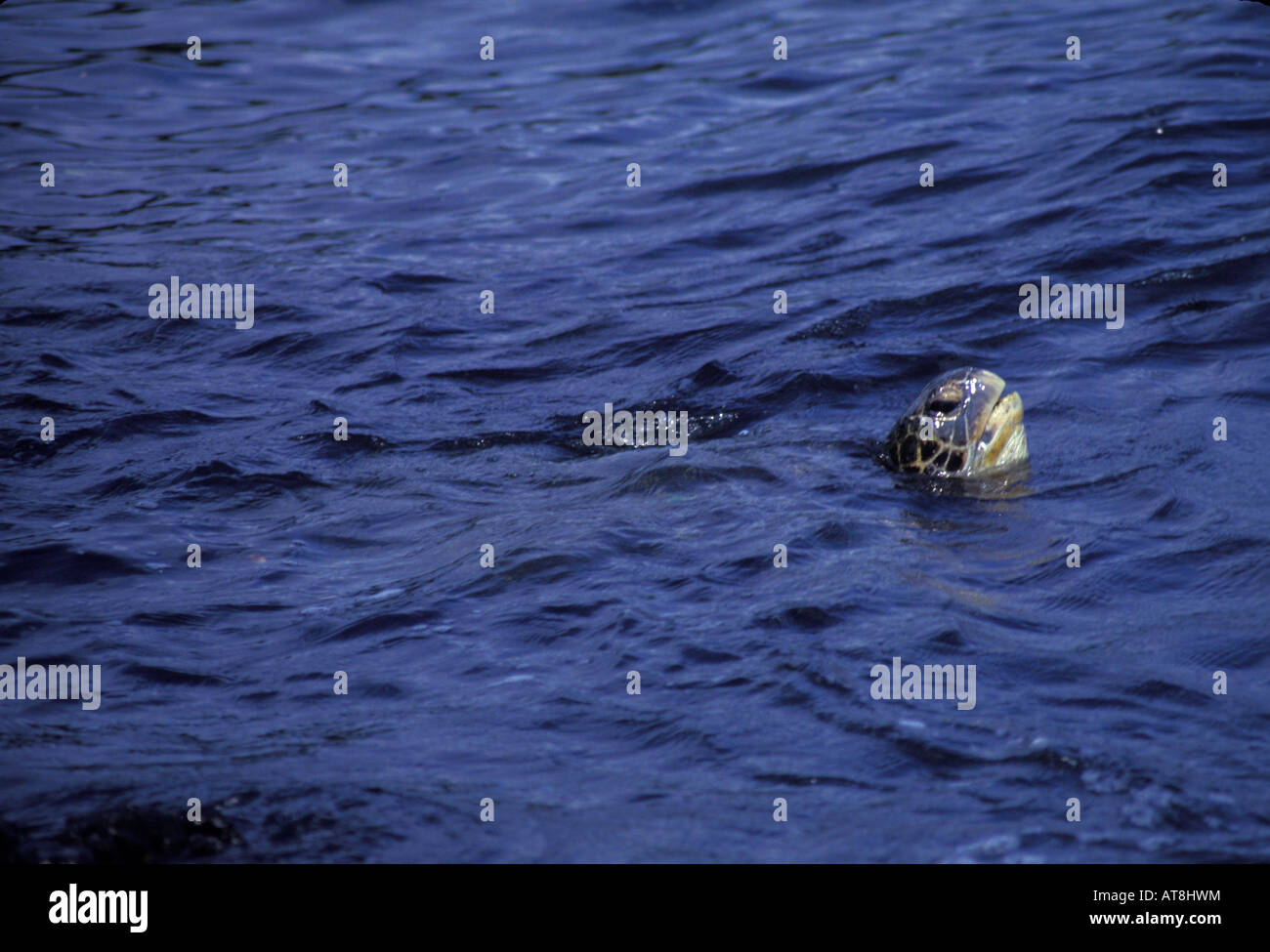 Hawaiian Green sea turtle popping its head above water Stock Photo - Alamy