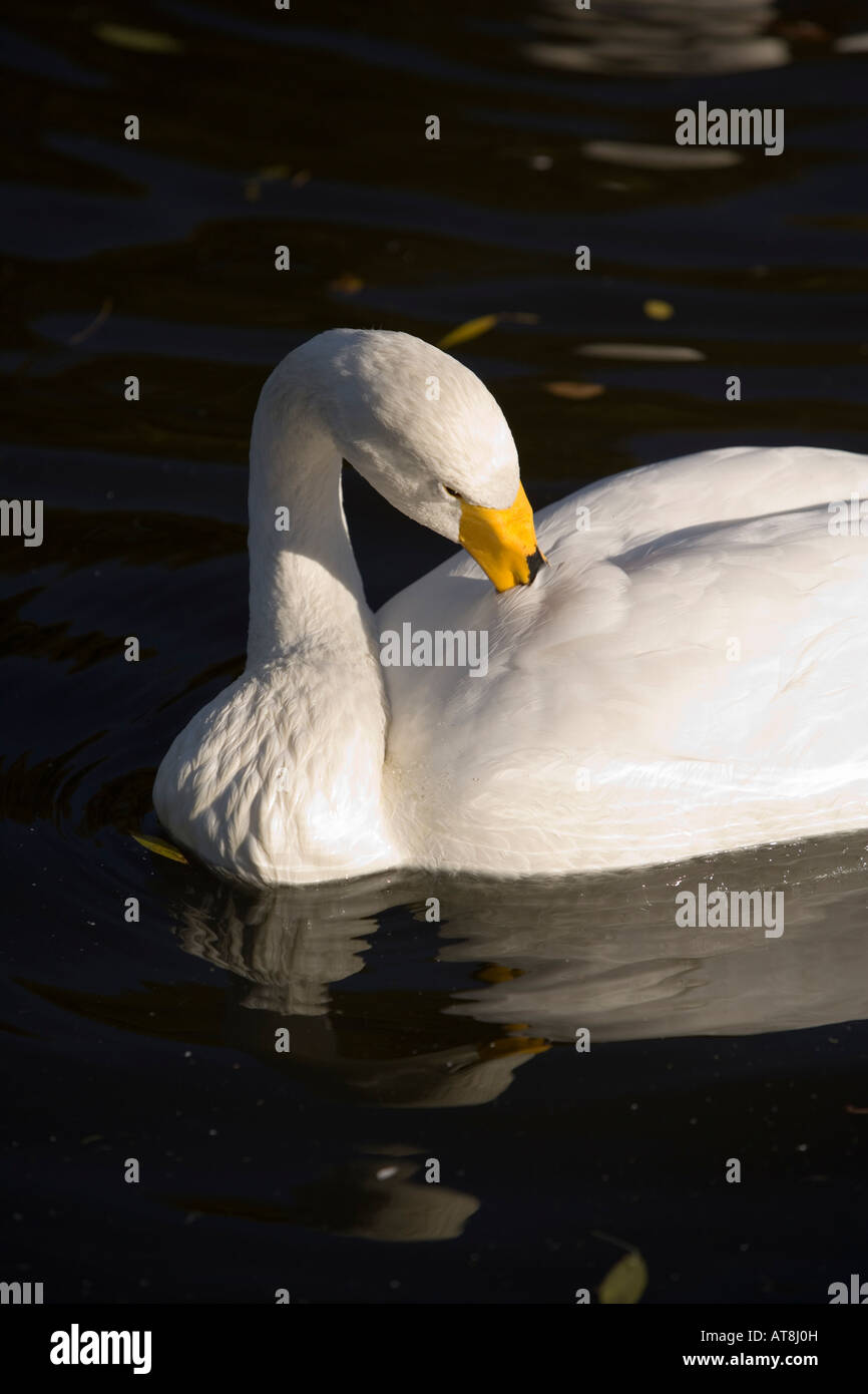 Swan preening its back-feathers Stock Photo - Alamy