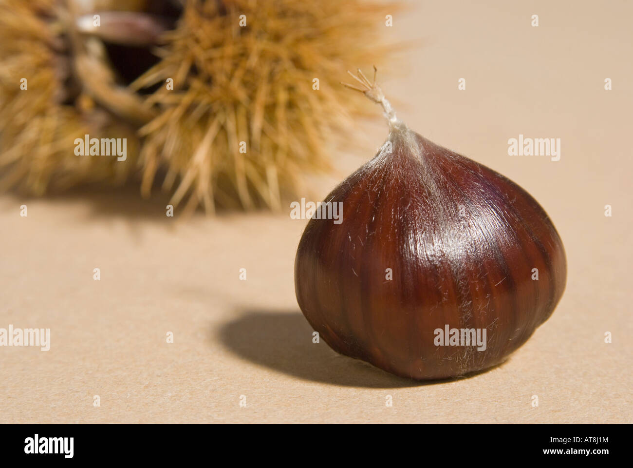 Spiny husk hi-res stock photography and images - Alamy