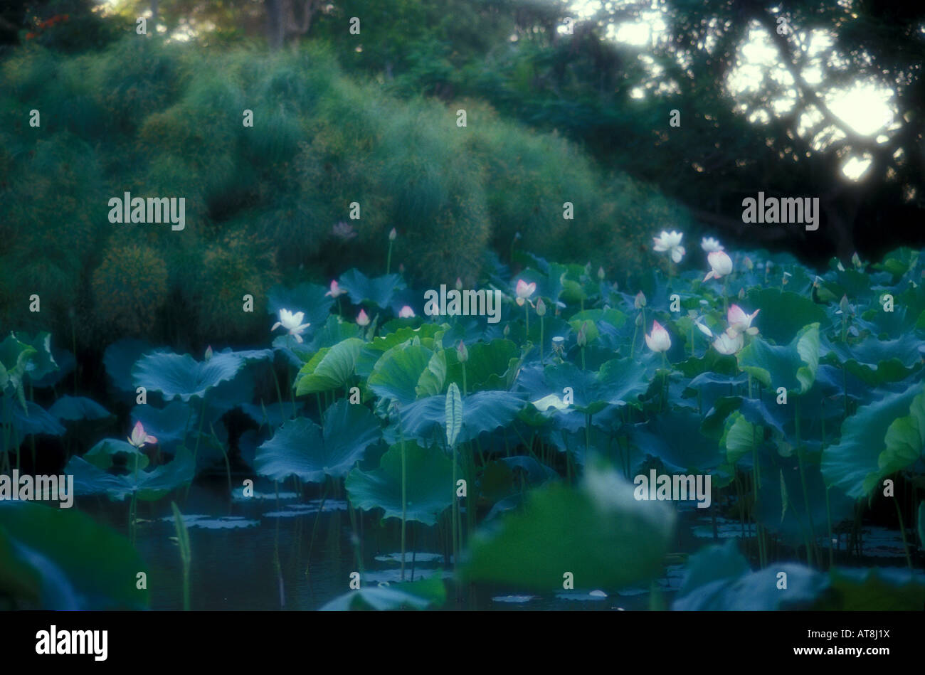 Group of lotus blossoms in pond Stock Photo - Alamy