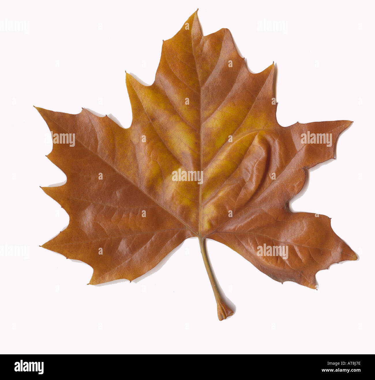 Acer campestre leaf Cut Out Stock Images & Pictures - Alamy
