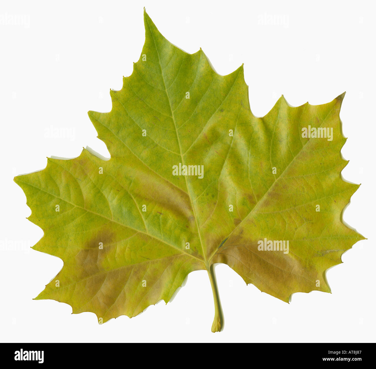 Ash leaf maple acer Cut Out Stock Images & Pictures - Alamy