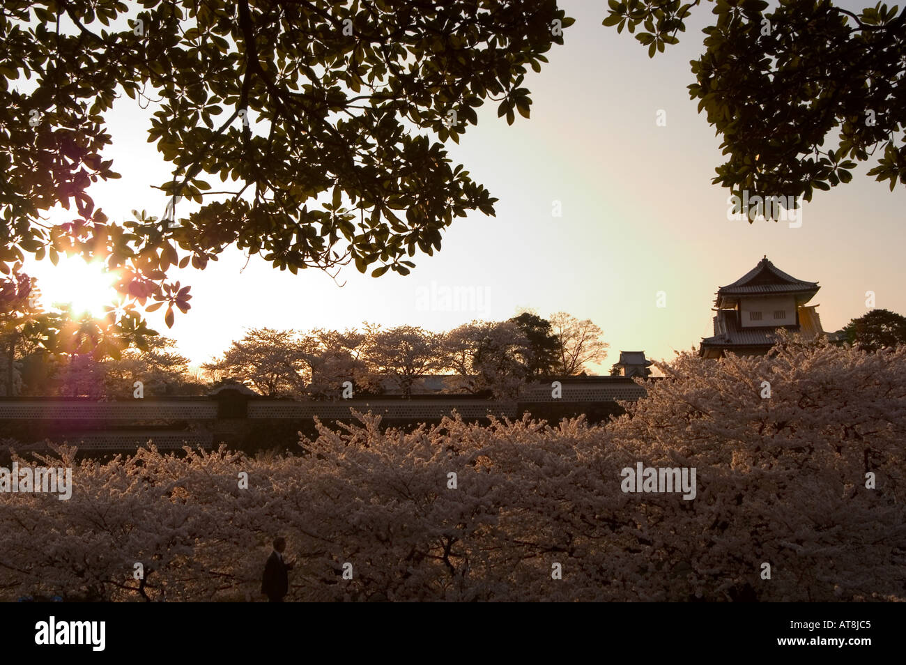 sunset cherry blossom Kanazawa castle Kanazawa city Ishigawa prefecture ...