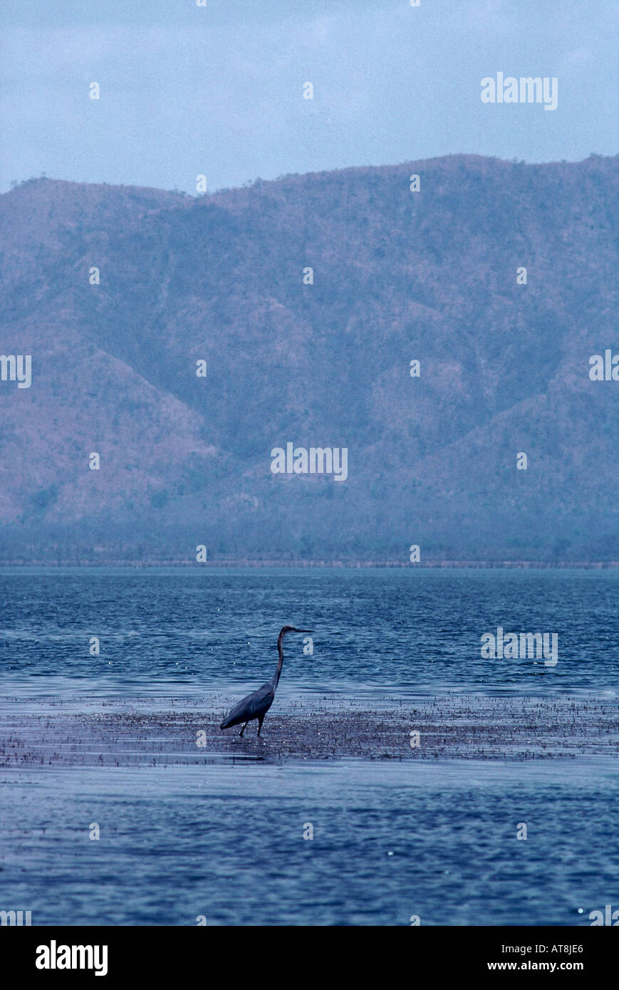 Spurwing island hi-res stock photography and images - Alamy