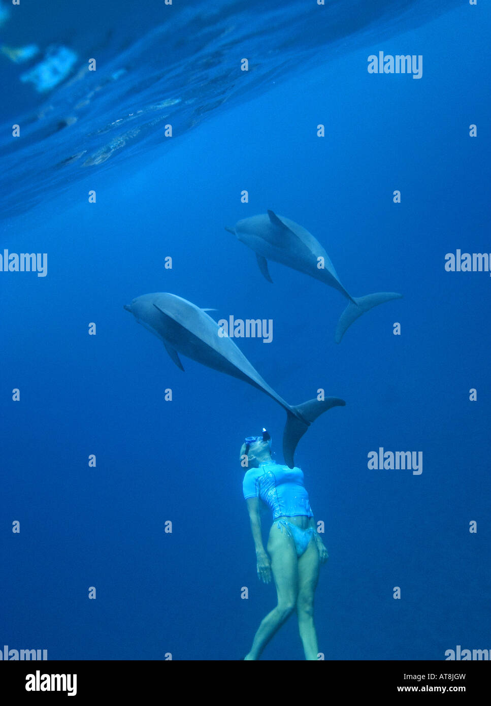 Snorkeler and Spinner Dolphin Stock Photo - Alamy