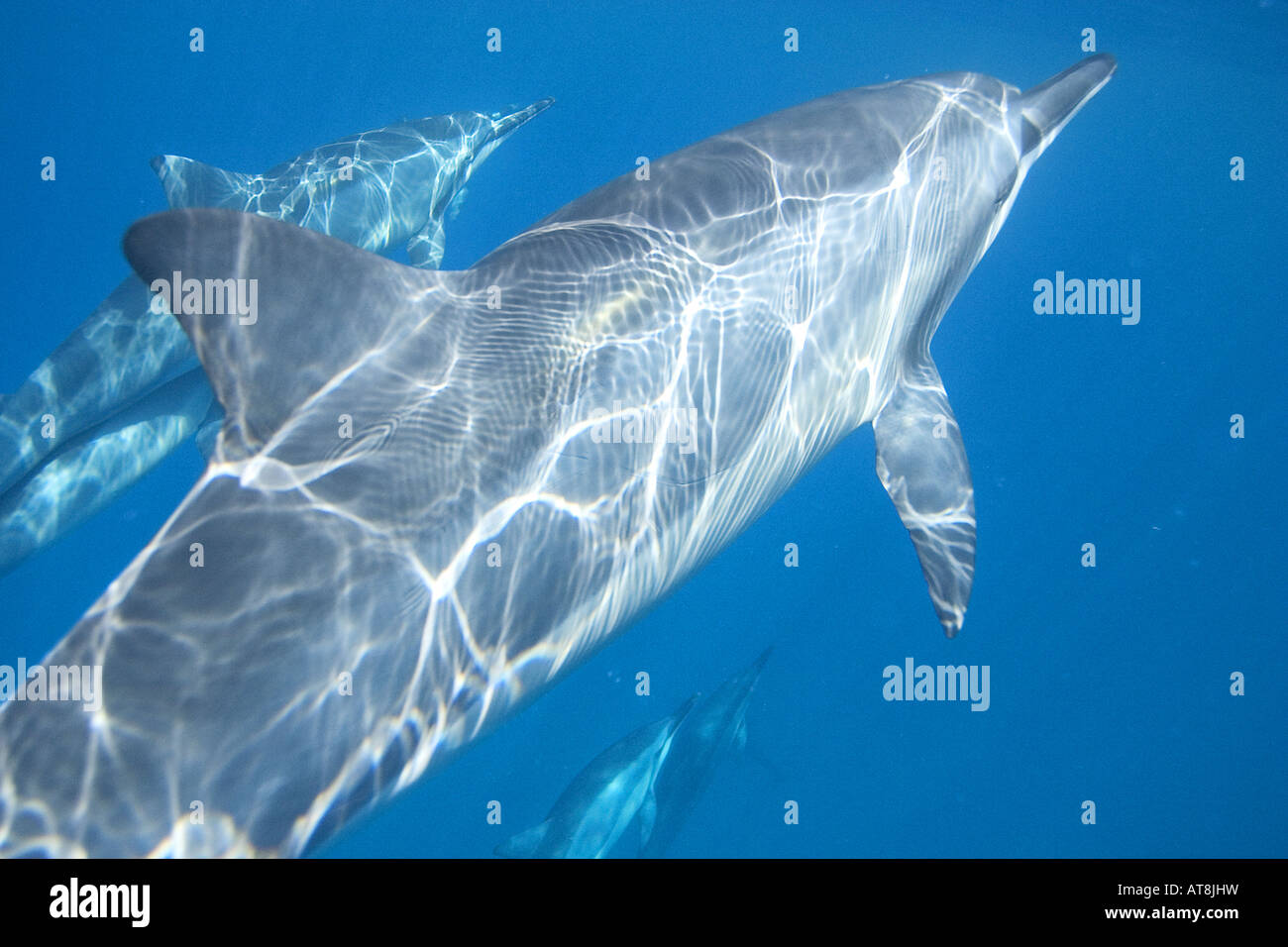 Hawaiian Spinner Dolphin; Stenella longirostris Stock Photo - Alamy
