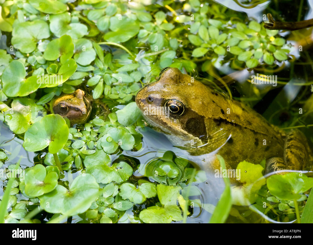 Frogbit plant pond hi-res stock photography and images - Alamy