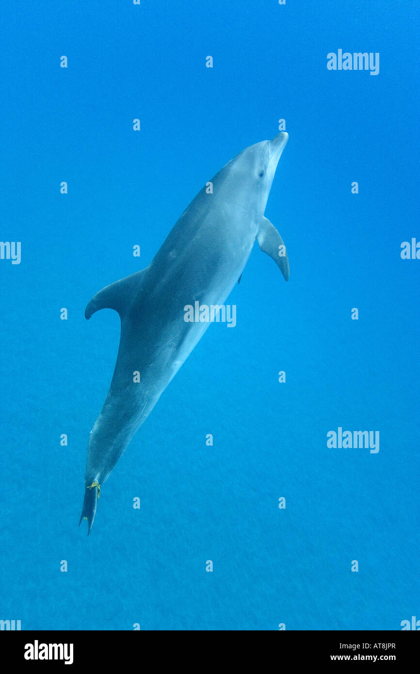 Pacific Bottlenose Dolphin; Tursiops truncatus Stock Photo - Alamy