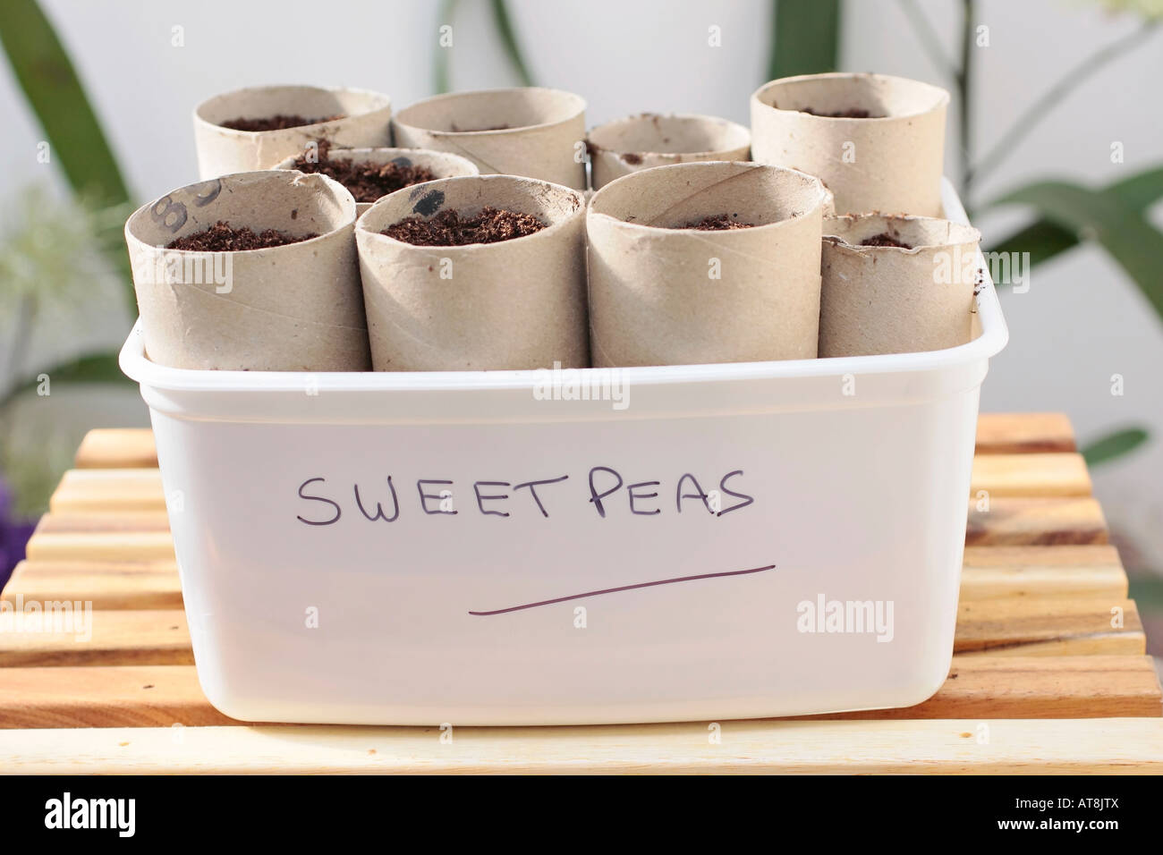 Cardboard toilet roll inserts used as eco friendly sweet pea seed pots ...