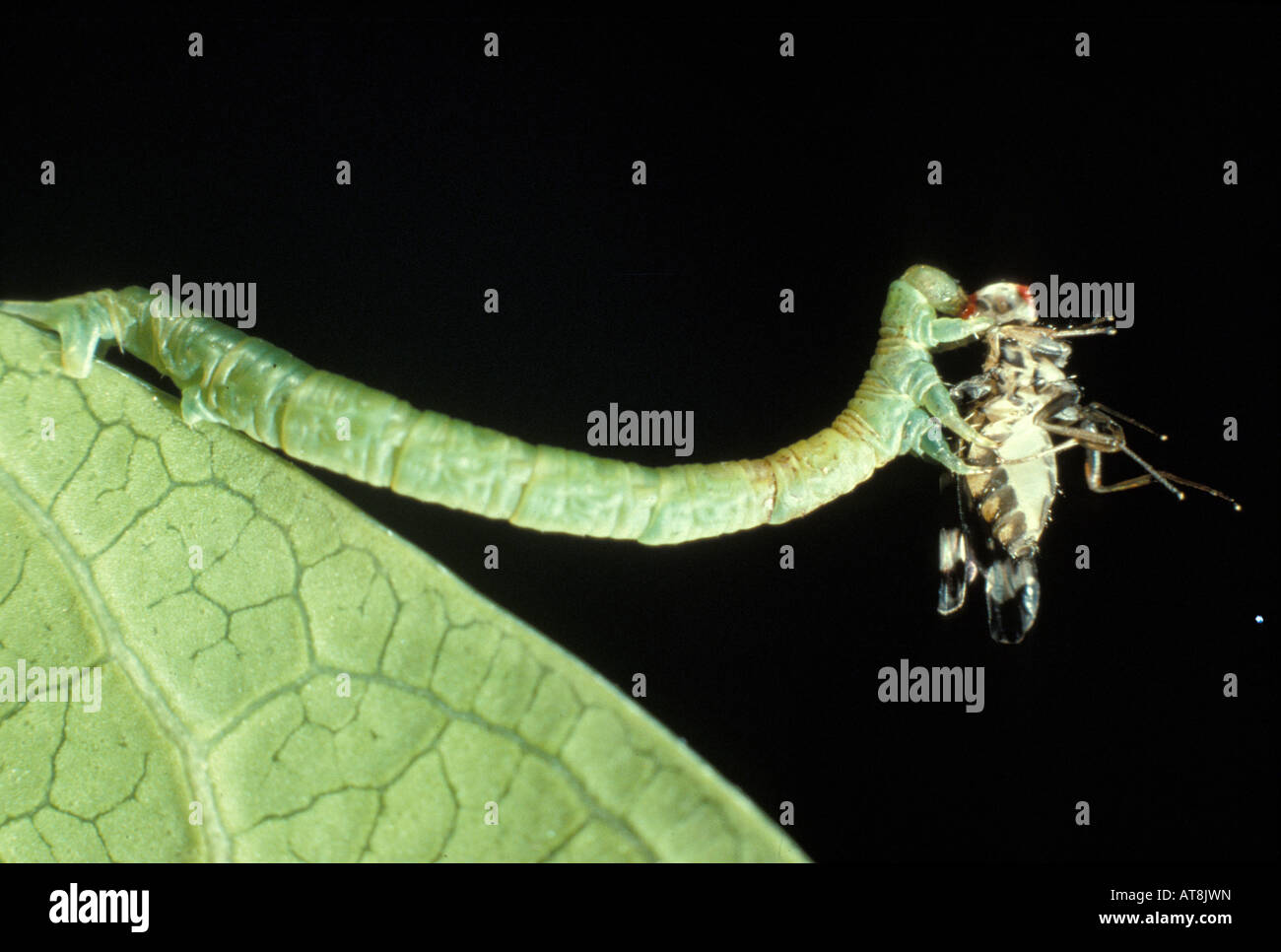 The native carnivorous caterpillar insect eupitheccia orichloris, also ...