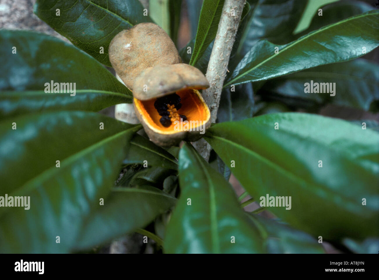 native Hoawa (Pittosporum hosmeri), fruit natural food of native ...