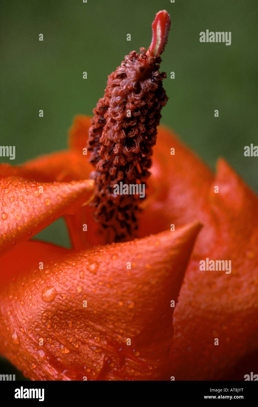 Kokia kauaiensis hi-res stock photography and images - Alamy