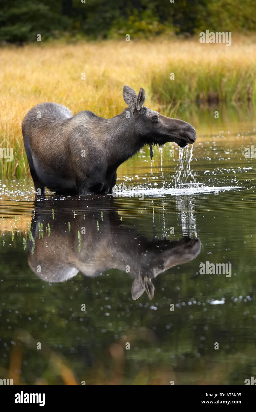 Canadian moose northeastern moose alces hi-res stock photography and ...