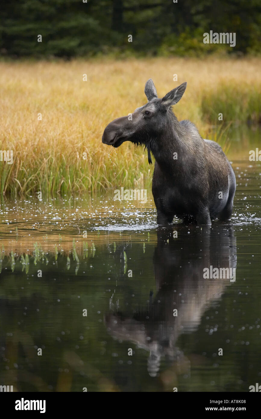 Moose feeding in Marsh Stock Photo - Alamy