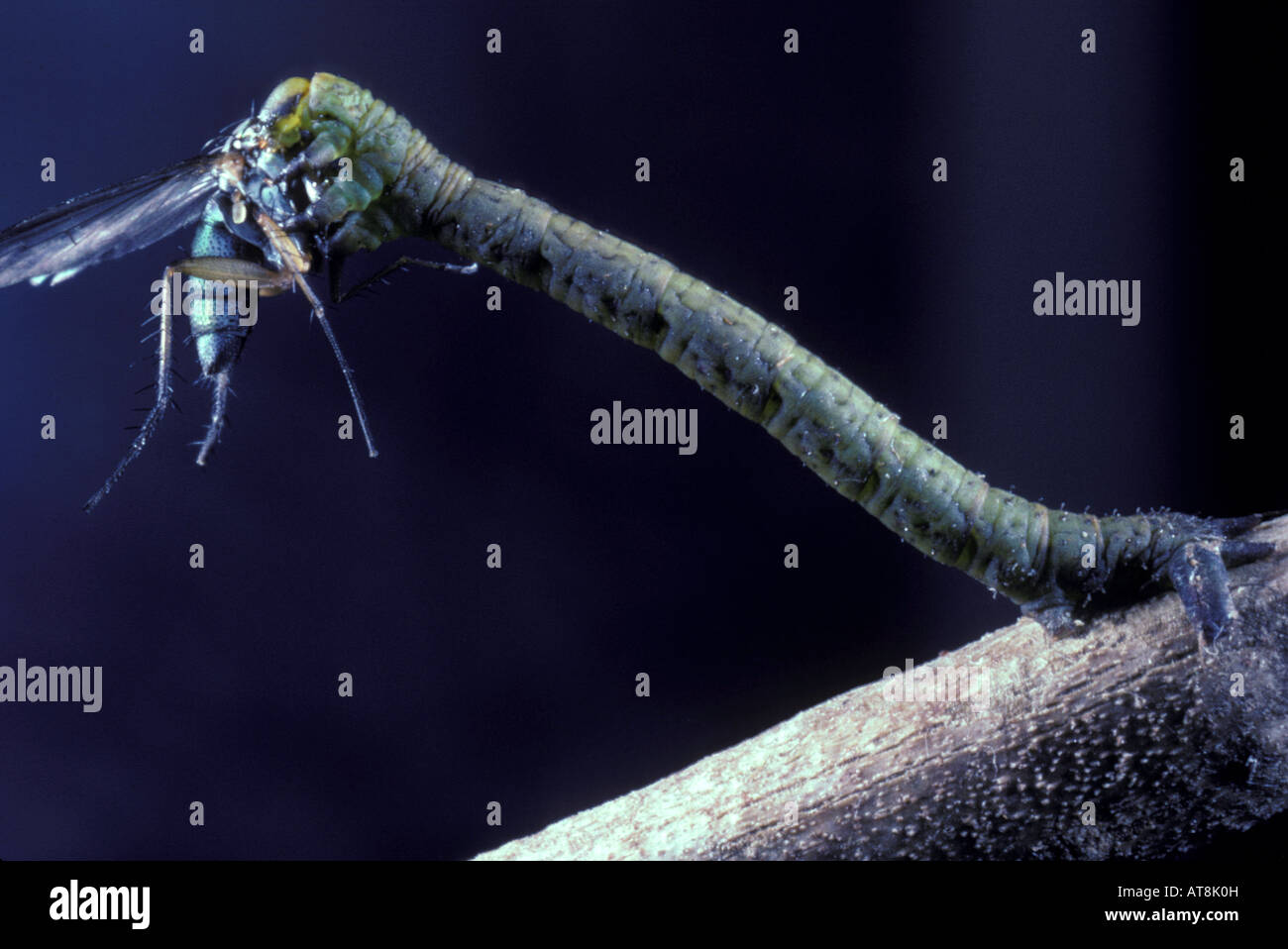 native Eupithecia niphoreas, a Killer Caterpillar eating native long ...