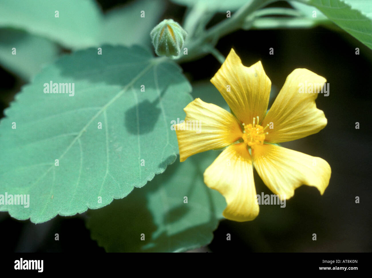 Sida plant hi-res stock photography and images - Alamy