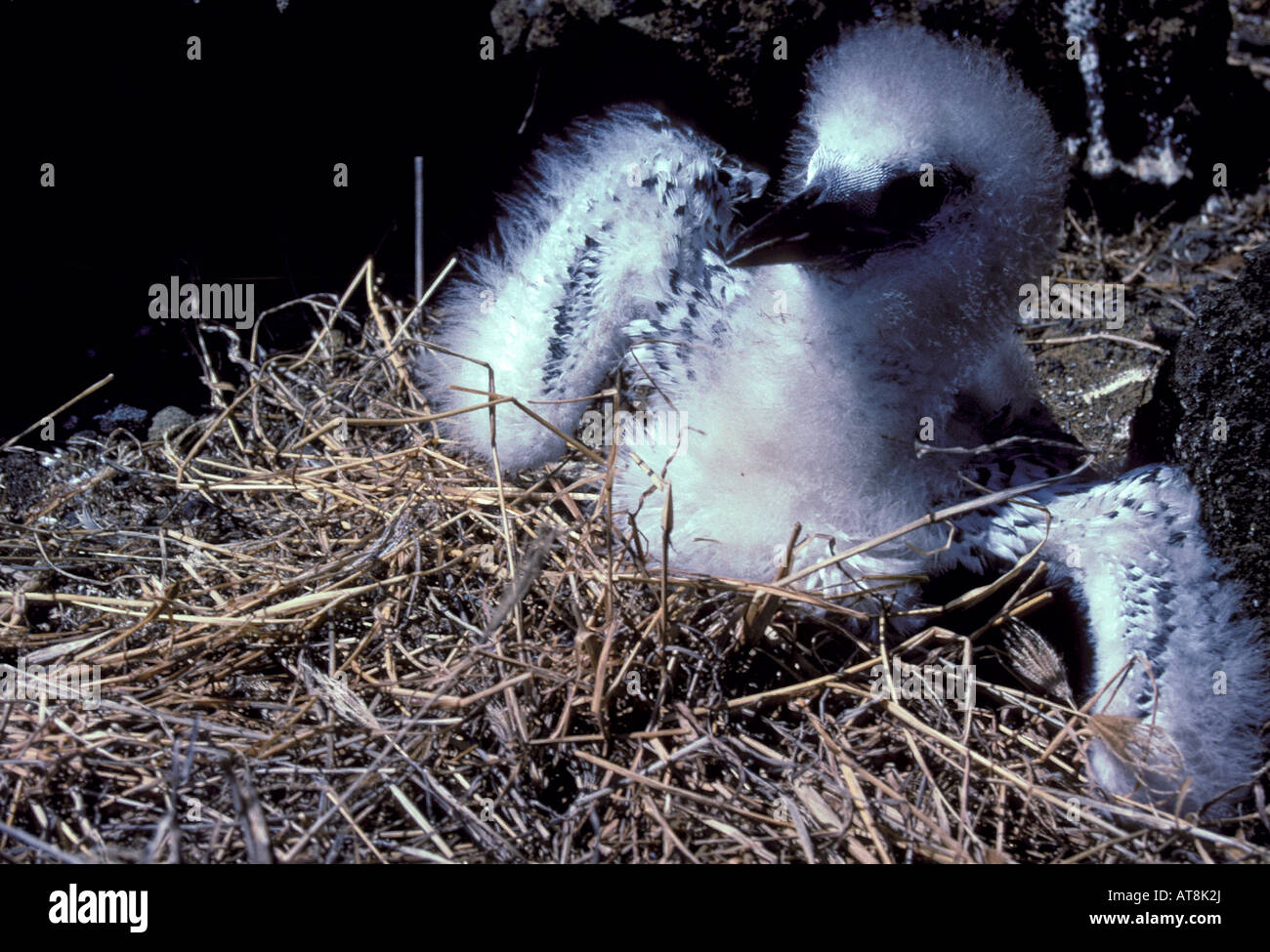 Chick of red-tailed tropic bird (Koa e ula) or Phaethon rubicauda ...
