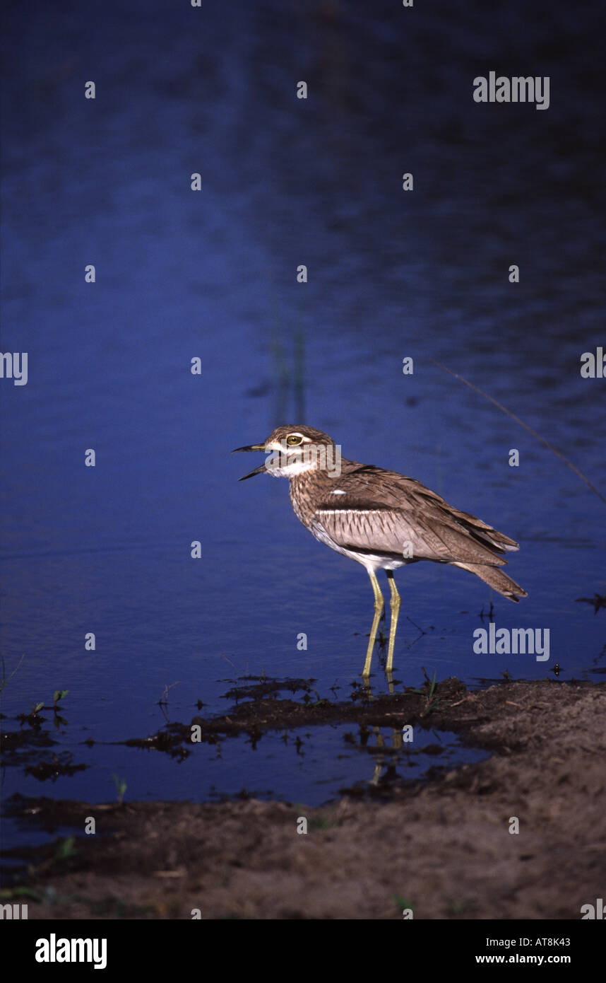 Water dikkop burhinus vermiculatus hi-res stock photography and images ...