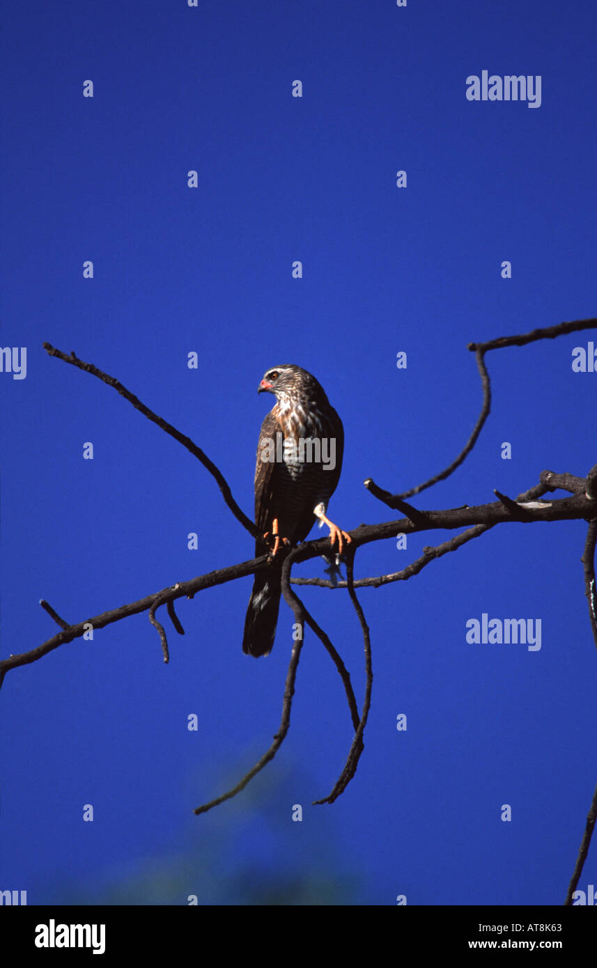 Gabar goshawk micronisus gabar hi-res stock photography and images - Alamy