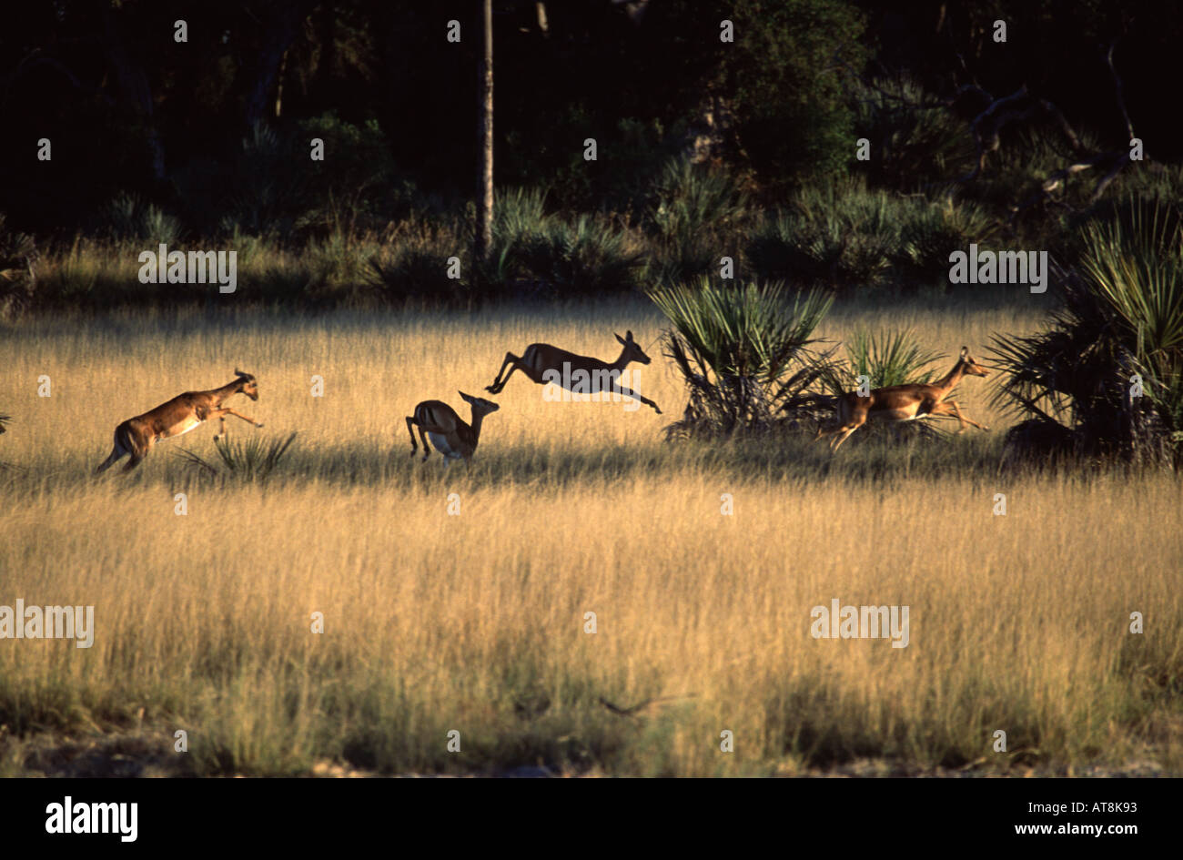 Impala running and leaping Stock Photo - Alamy