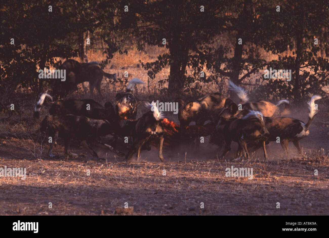 African wild dogs feeding Stock Photo - Alamy