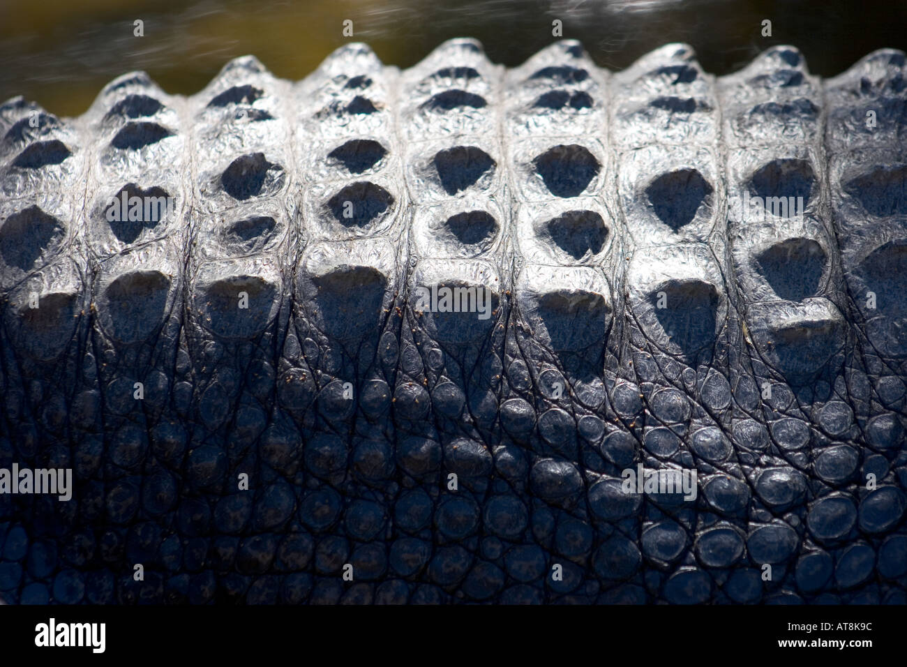 Ameican Alligator Detail Adelaide Zoo Adelaide Australia Stock Photo ...