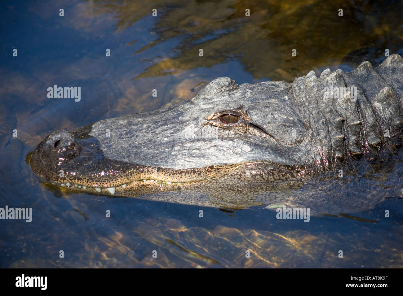 Ameican Alligator Detail Adelaide Zoo Adelaide Australia Stock Photo ...