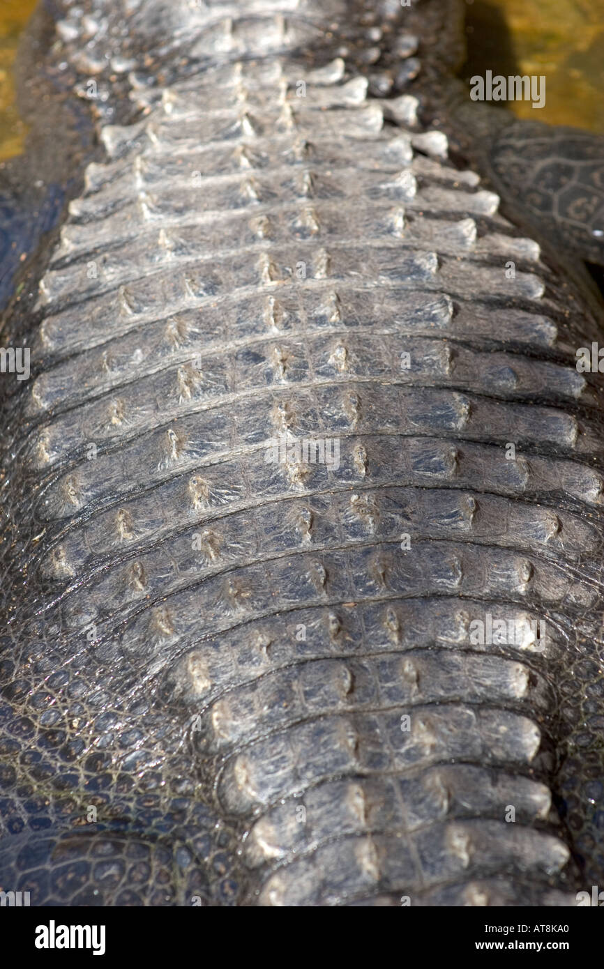 Ameican Alligator Detail Adelaide Zoo Adelaide Australia Stock Photo ...