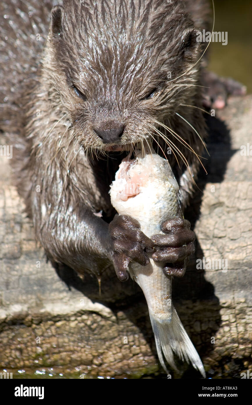 Australian otter hi-res stock photography and images - Alamy