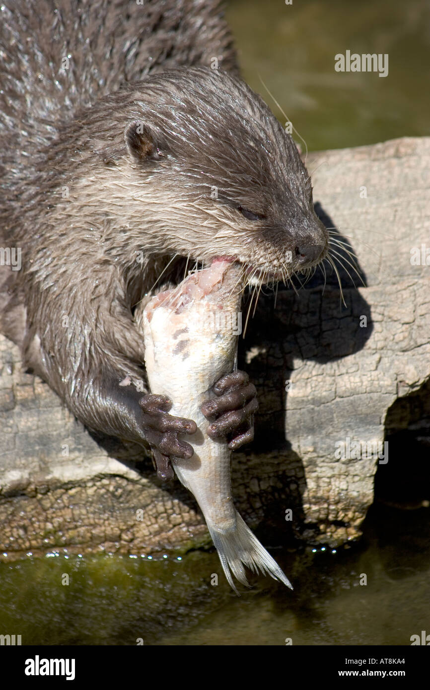 Australian otter hi-res stock photography and images - Alamy